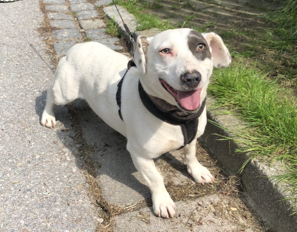 Hunde | Categories | Tierheim Passau