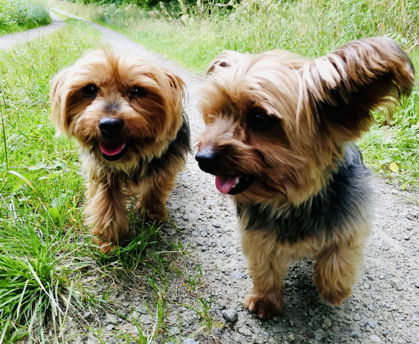 Hunde | Categories | Tierheim Passau